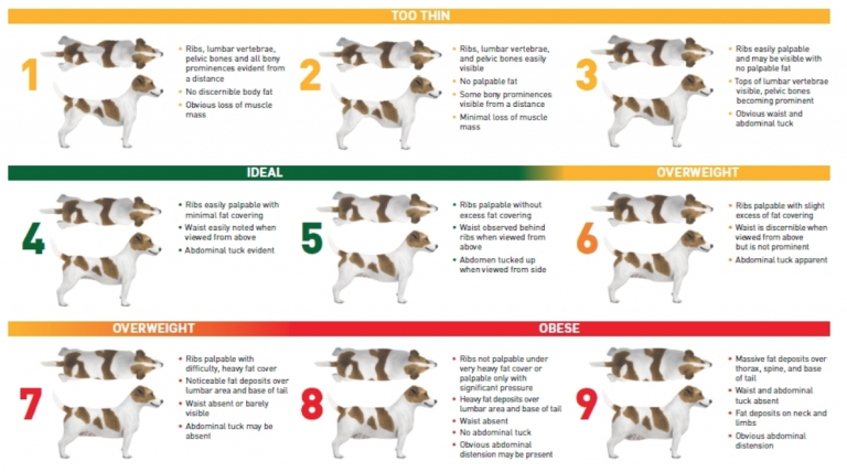 Is Your Pet a Healthy Weight? - LubriSynHA