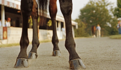 LubriSynHA | Hyaluronan | All-Natural Joint Supplement